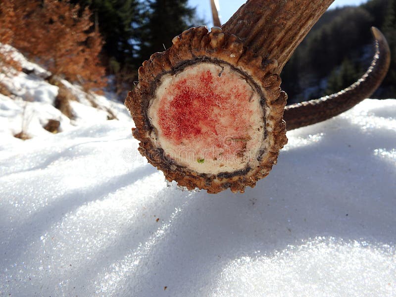 Deer antlers in the snow stock photo. Image of fauna - 87686280