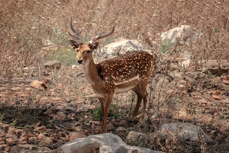 A Deer with Antlers Standing on Rocks in an Outdoor Setting Stock Image ...