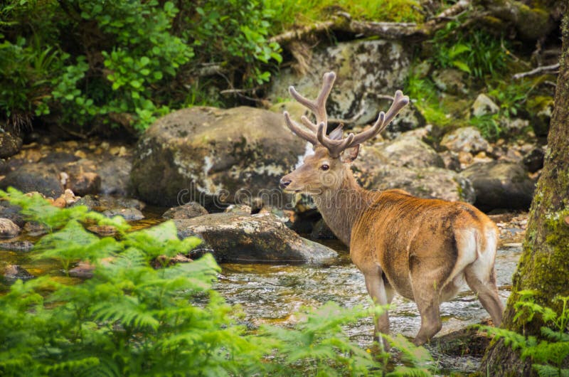 Deer with Antlers Watching You at a Stream Stock Photo - Image of green ...