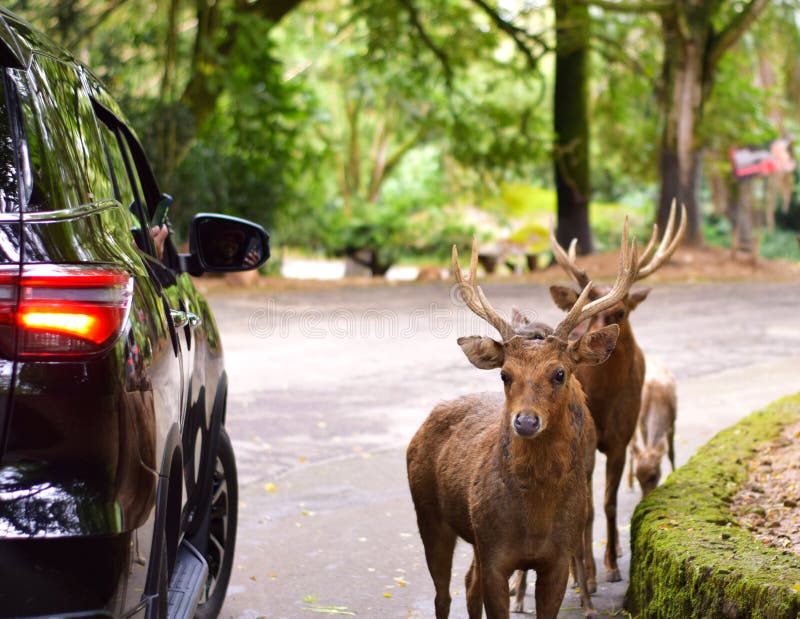 Deer Approaching Visitor the Zoo Animal Mamals Stock Photo - Image of ...
