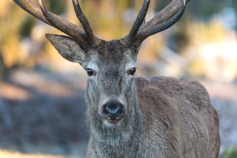 Deer in the autumn stock image. Image of heat, autumn - 81916505