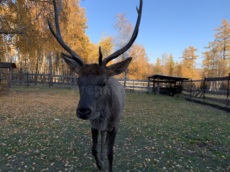 Deer in autumn stock image. Image of season, mist, magical - 202704025
