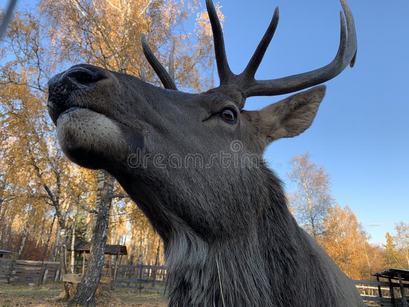 Deer in autumn stock photo. Image of orange, stag, natural - 202704068