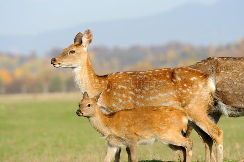 Deer in autumn field stock photo. Image of autumn, landscape - 38863432