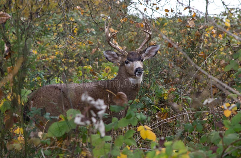 Deer in autumn forest stock image. Image of animal, male - 62774117