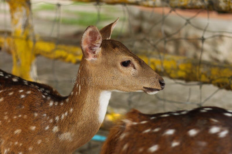 Deer baby stock photo. Image of nice, cell, cute, small - 49957390