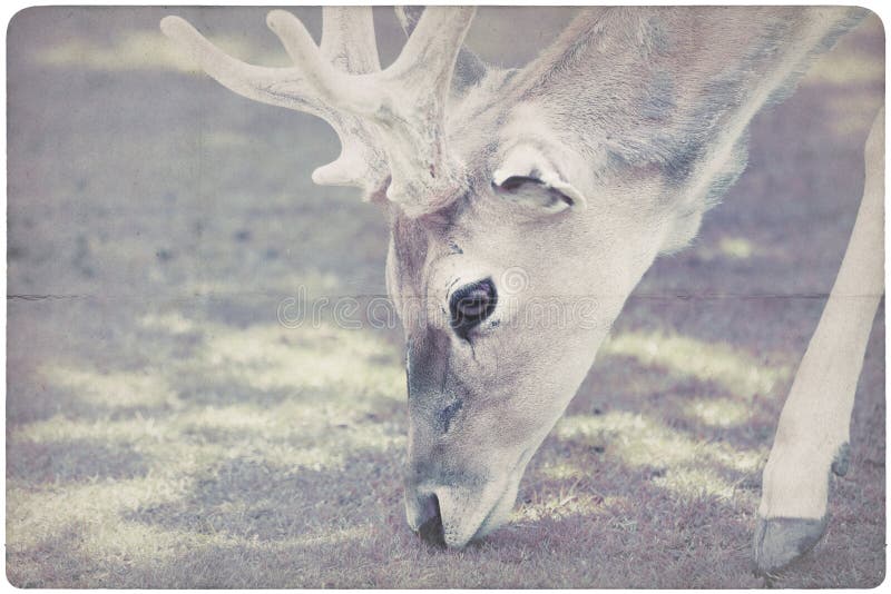 140 Deer Eye Texture Stock Photos - Free & Royalty-Free Stock Photos ...