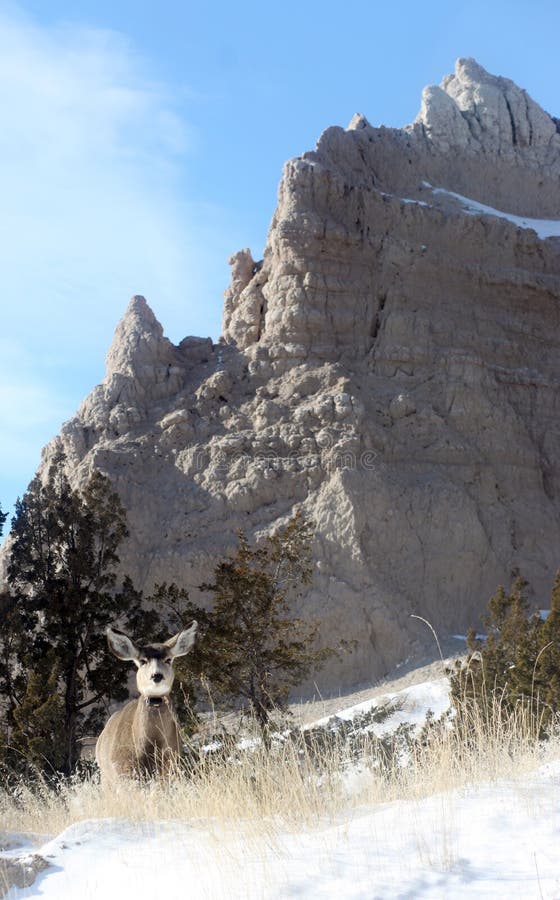 Deer in the Badlands stock image. Image of formations - 18474453