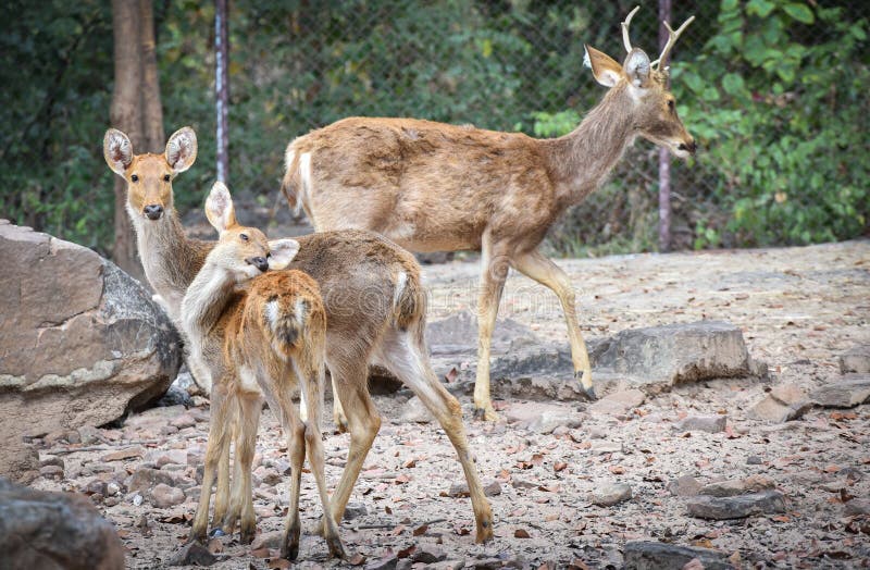 355 Barasingha Stock Photos - Free & Royalty-Free Stock Photos from ...