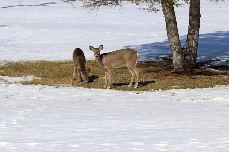 Deer in a bare spot stock photo. Image of spot, bare - 110130462