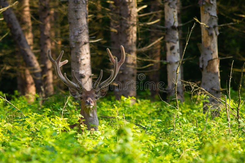 Deer stock image. Image of wilderness, forest, flower - 249573659