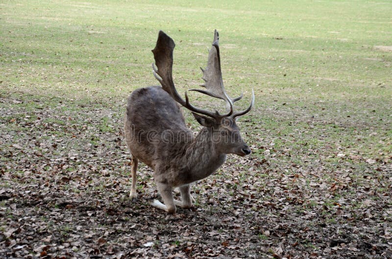 Deer with Beautiful Antlers Stock Photo - Image of timberland, fauna ...