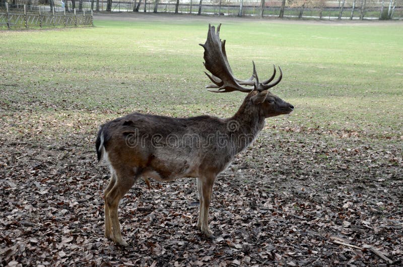 Deer with Beautiful Antlers Stock Photo - Image of grass, wildlife ...