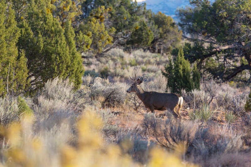 Deer stock image. Image of outdoors, deer, fall, natural - 239132327