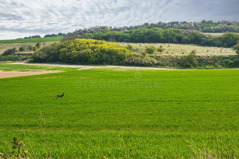 Deer in a Beautiful Countryside Landscape in Spring Stock Photo - Image ...