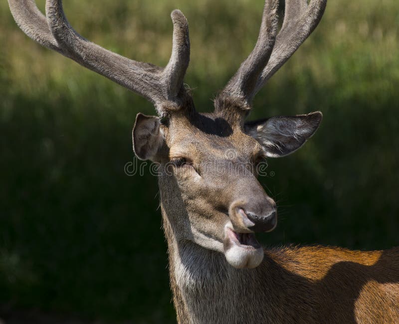 Deer stock photo. Image of portrait, detail, endangered - 33260784
