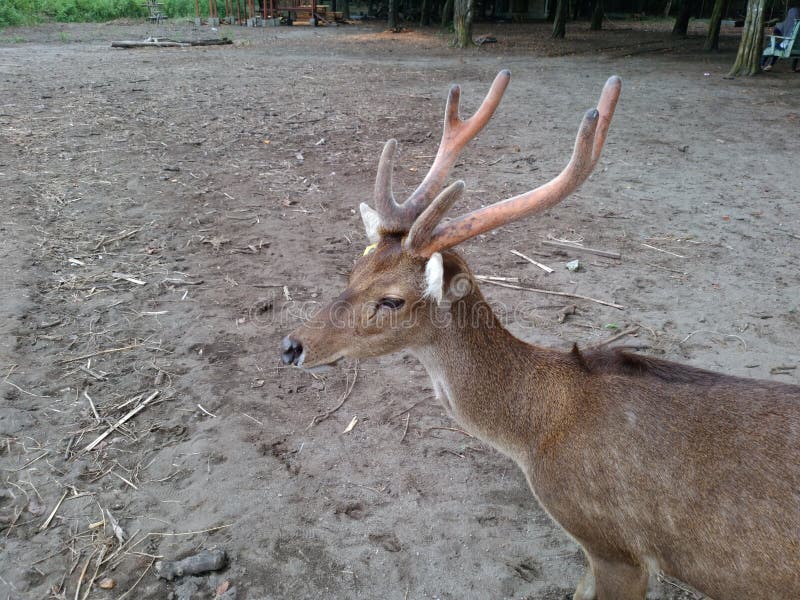 A Deer with Beautiful Horn that is Under Conservation Stock Image ...