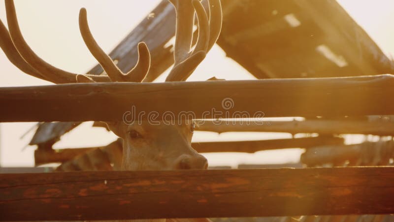 A Deer with Beautiful Horns Looks Out of the Fence in the Rays of the ...
