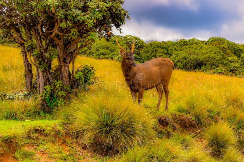 Deer in Beautiful Landscapes on Real Wood Stock Photo - Image of africa ...