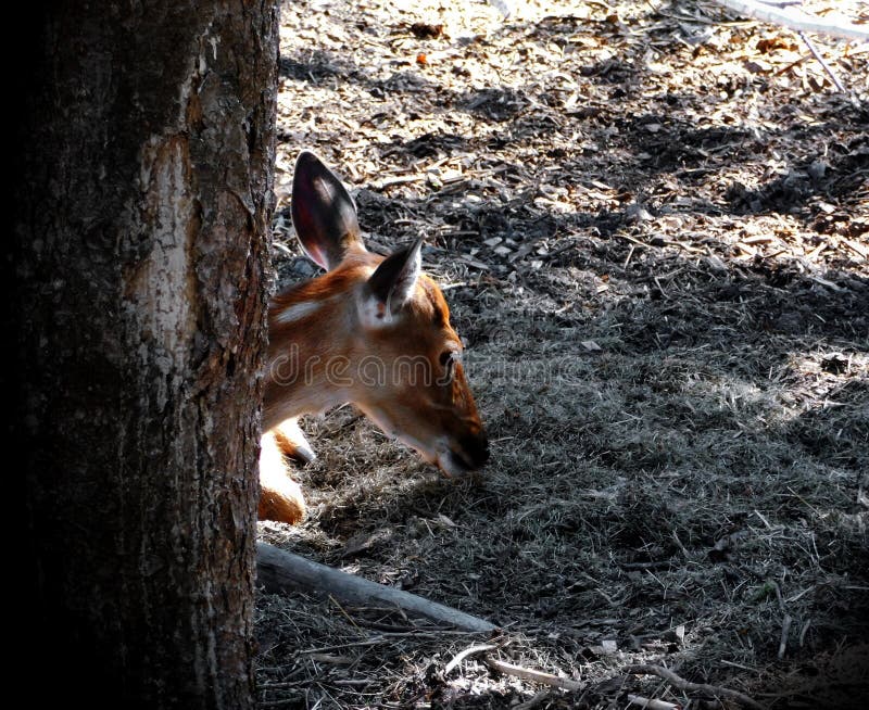 Deer. Beautiful Deer. Wild Deer. Wild Animals. Deer Stock Image - Image ...