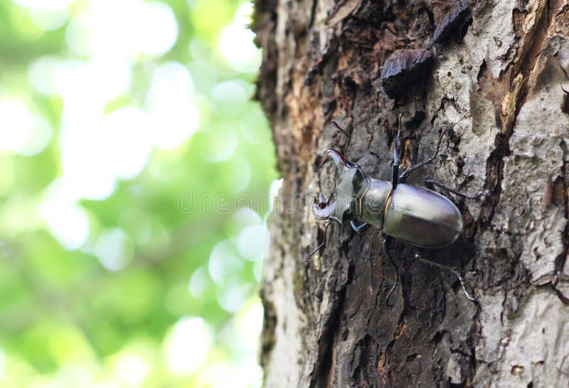 Beetle Horns on a Pine Tree Stock Image - Image of village, beetle ...