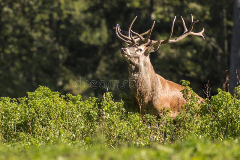 A deer behind a bush stock image. Image of deer, green - 128427065