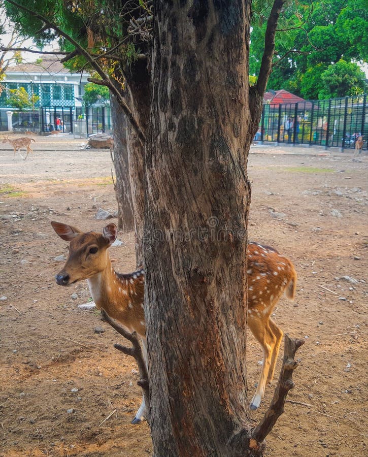 Deer Behind Tree Running Around Stock Photo - Image of summer, squirrel ...