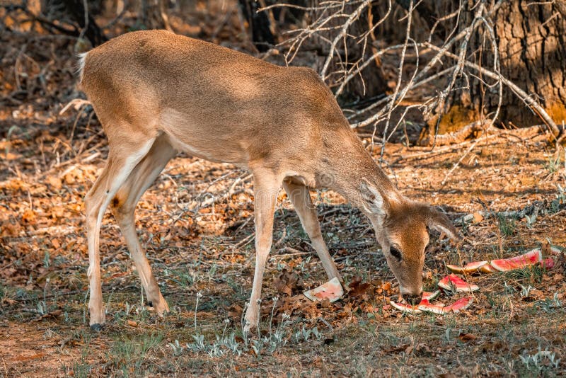Feeding deer stock photo. Image of creature, animal - 257724326