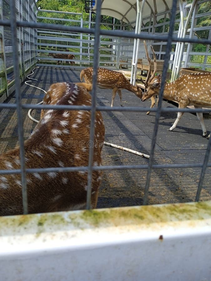 Deer being fed at a zoo stock image. Image of backyard - 271157633