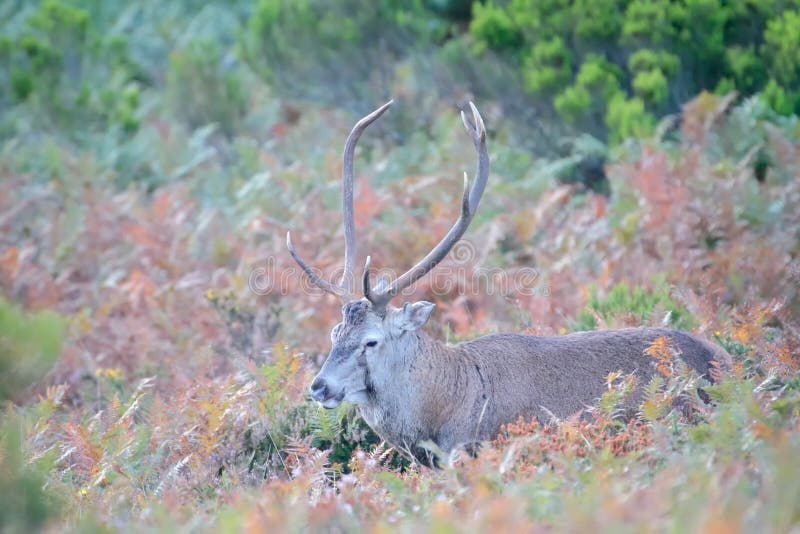 Deer in the bellow stock image. Image of cervus, forest - 173051755