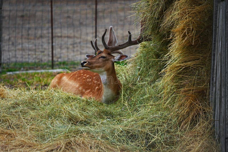 The Deer with Big Beautiful Horns Lies on the Hay Stock Photo - Image ...
