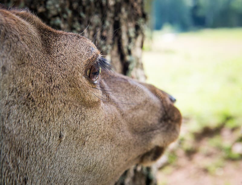 Deer with Big Eyes in the Forest Looking Forward Stock Photo - Image of ...