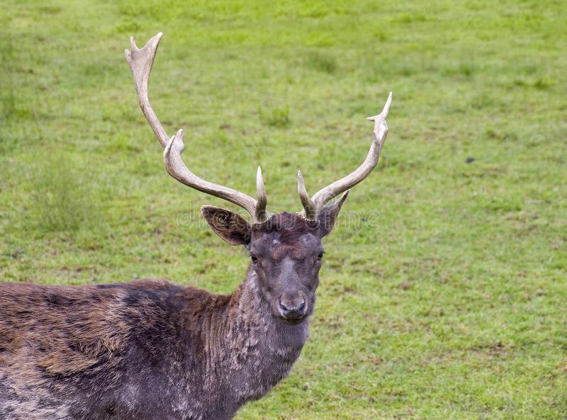 Deer stock photo. Image of head, grassland, trophy, nature - 31449224