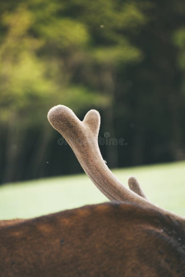 Deer with Big Horns. One Deer Horn Stock Image - Image of sunlit, wild ...
