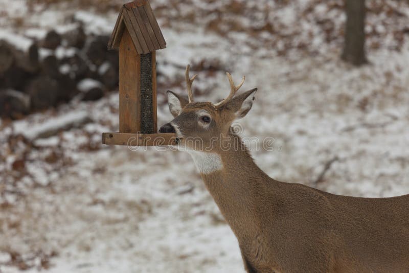 Jupping Deer stock image. Image of white, buck, wild, fence - 9804479