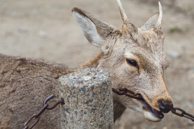 Deer Bite a Chain in the Park Stock Photo - Image of bite, summer: 91974444