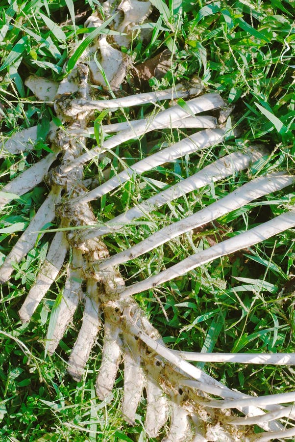 Deer Bones stock photo. Image of white, death, summer - 6020880