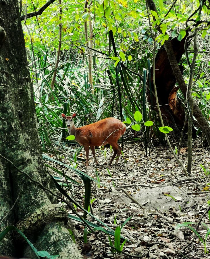 Deer in Brazilian Wilderness Stock Photo - Image of grass, blue: 200628430
