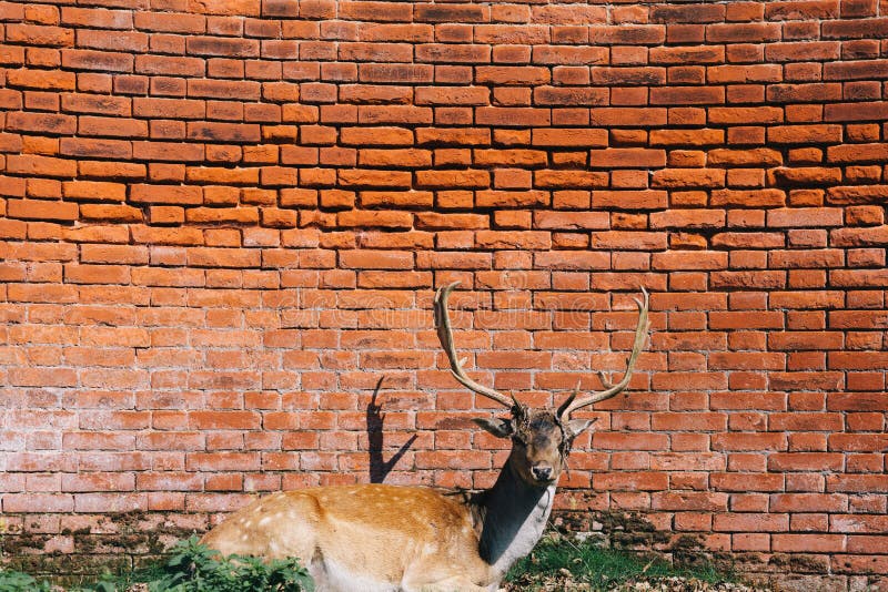 Deer by Brick Wall stock photo. Image of brick, background - 85149850
