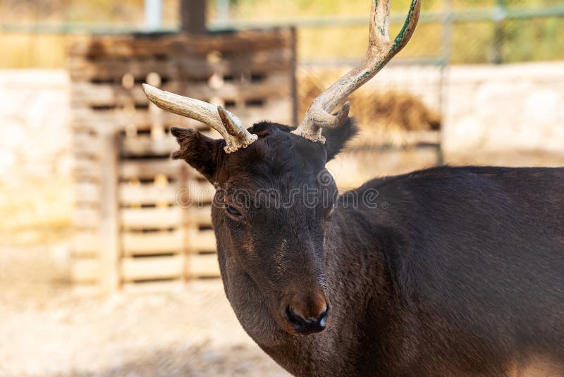 Deer with a broken horn stock image. Image of outdoors - 317307169