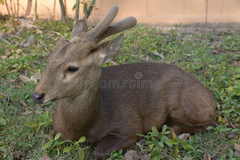 Deer with broken horn stock image. Image of break, mammal - 36496605