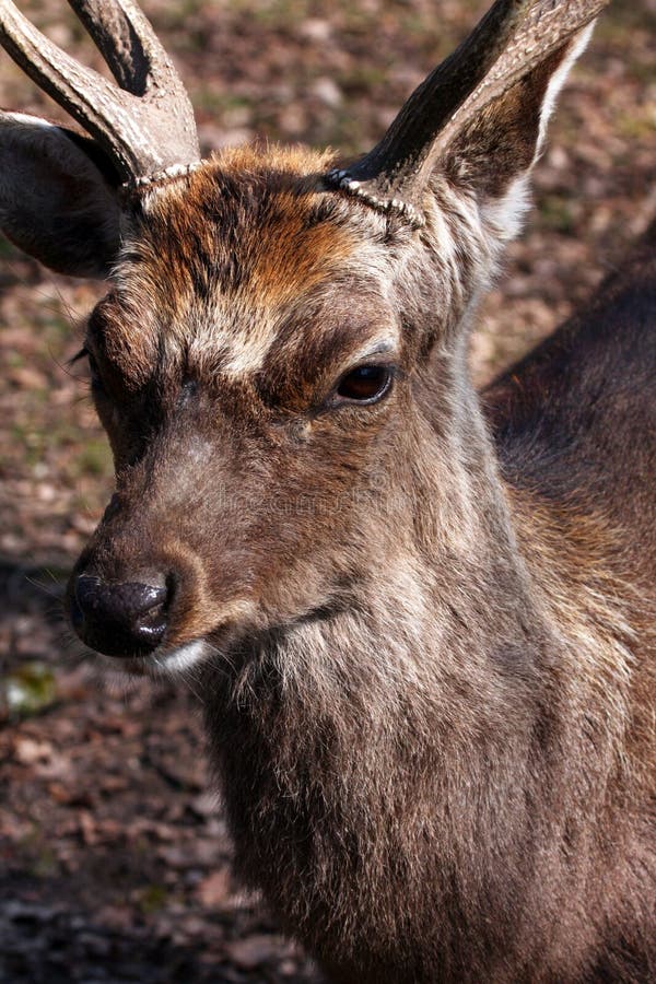 Deer Buck stock image. Image of beauty, antlers, whitetailed - 28904955
