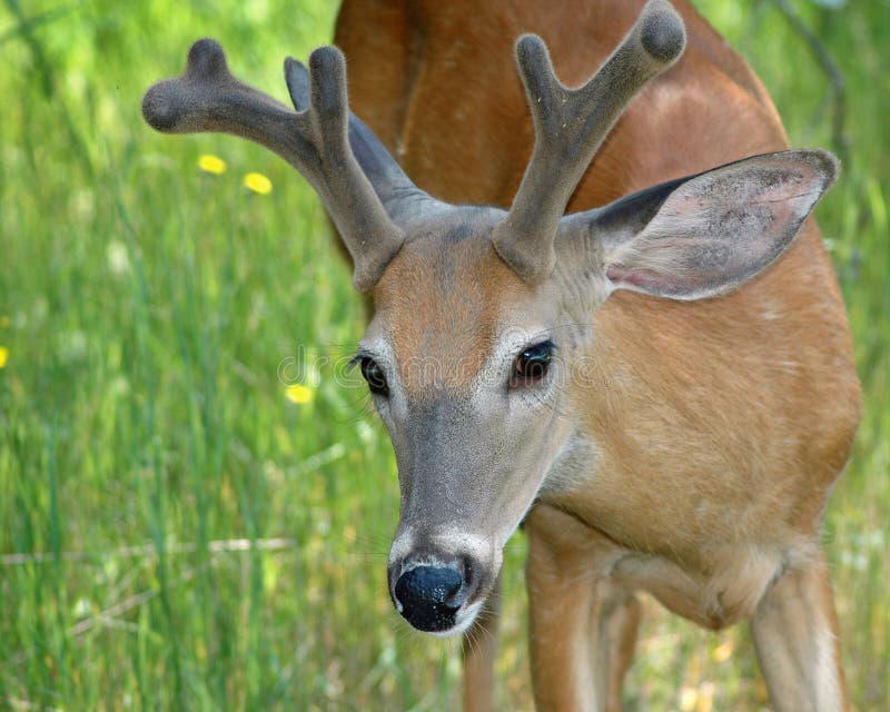 In your face stock image. Image of deer, animal, face, encounter - 10033