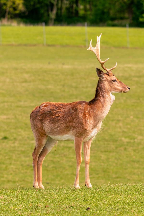 Deer Buck with an Antler Missing Stock Photo - Image of plain, animals ...