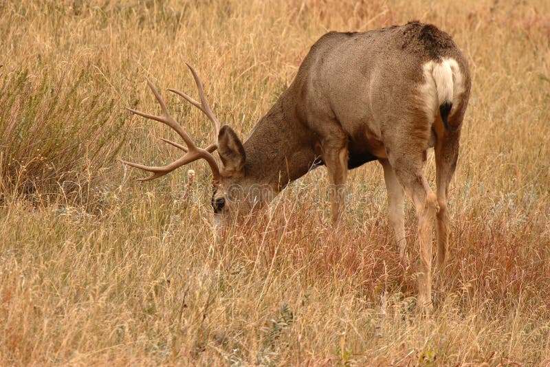 Deer Buck Feeding stock image. Image of male, feeding - 75396115