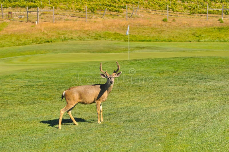 367 Deer Golf Stock Photos - Free & Royalty-Free Stock Photos from ...