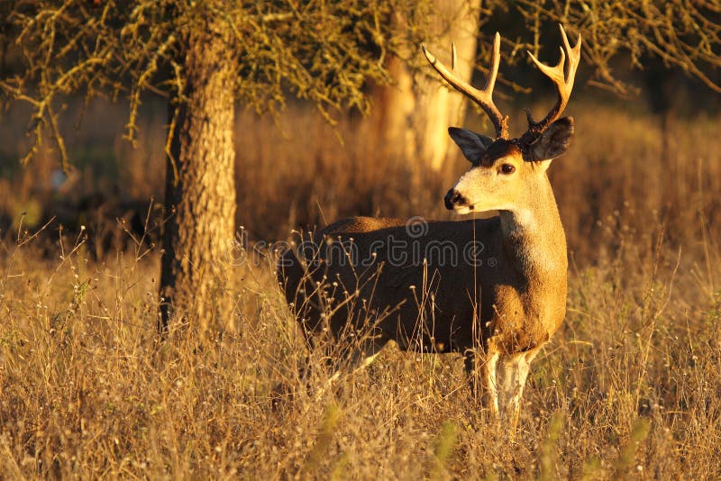 Deer Buck Looking Back stock image. Image of hemionus - 62765653