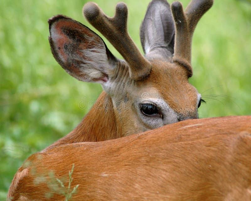 Deer buck looks back stock photo. Image of wild, ecosystem - 874518