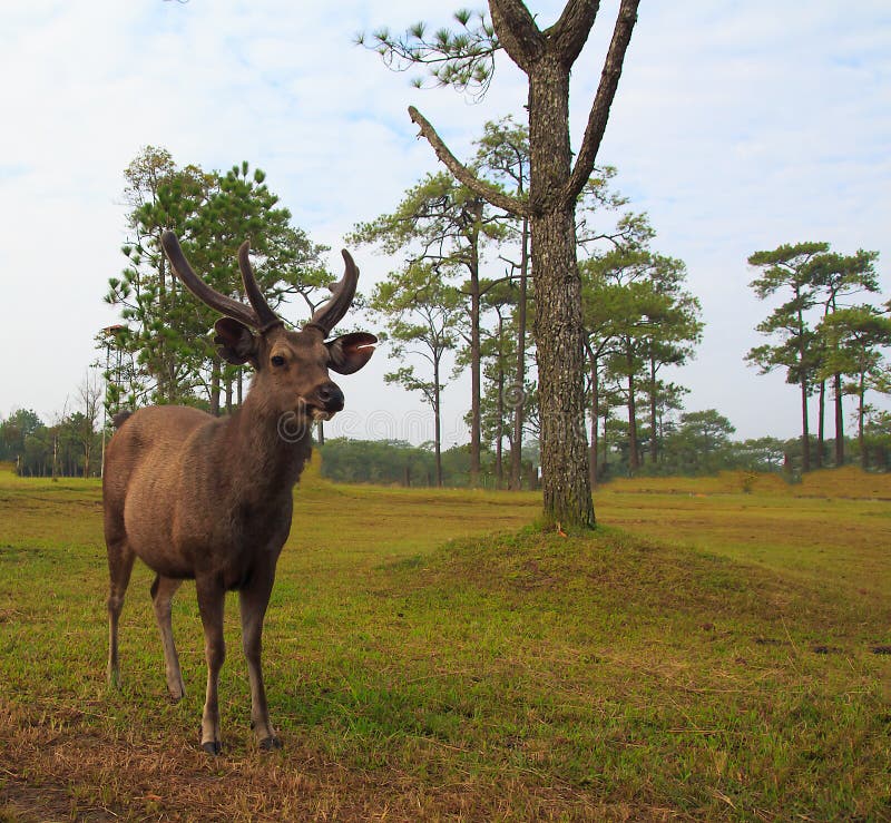 Deer buck. stock image. Image of regal, odocoileus, majestic - 50965647