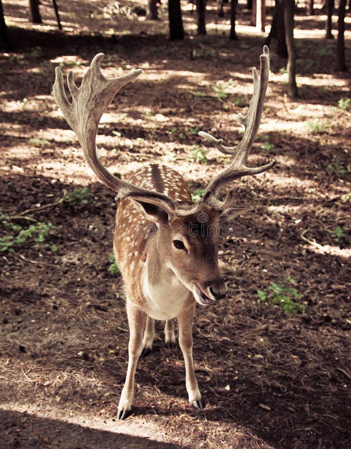 Deer buck portrait stock photo. Image of rack, tail, ungulate - 52058920